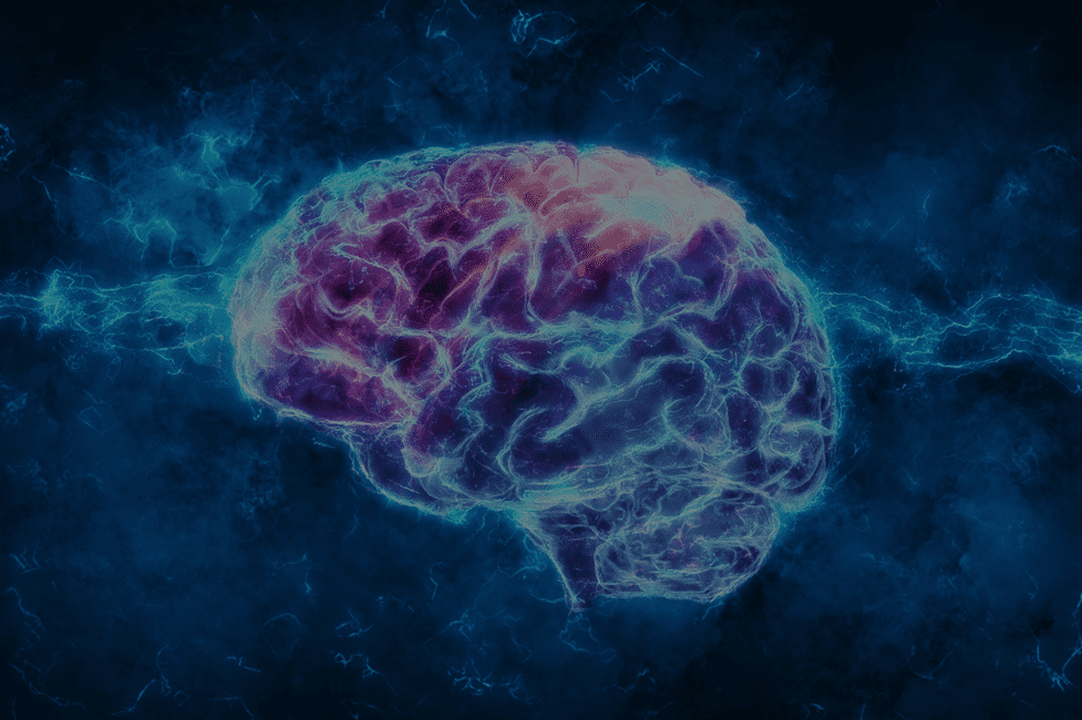 The Neuroscience of Learning and Development - Speexx